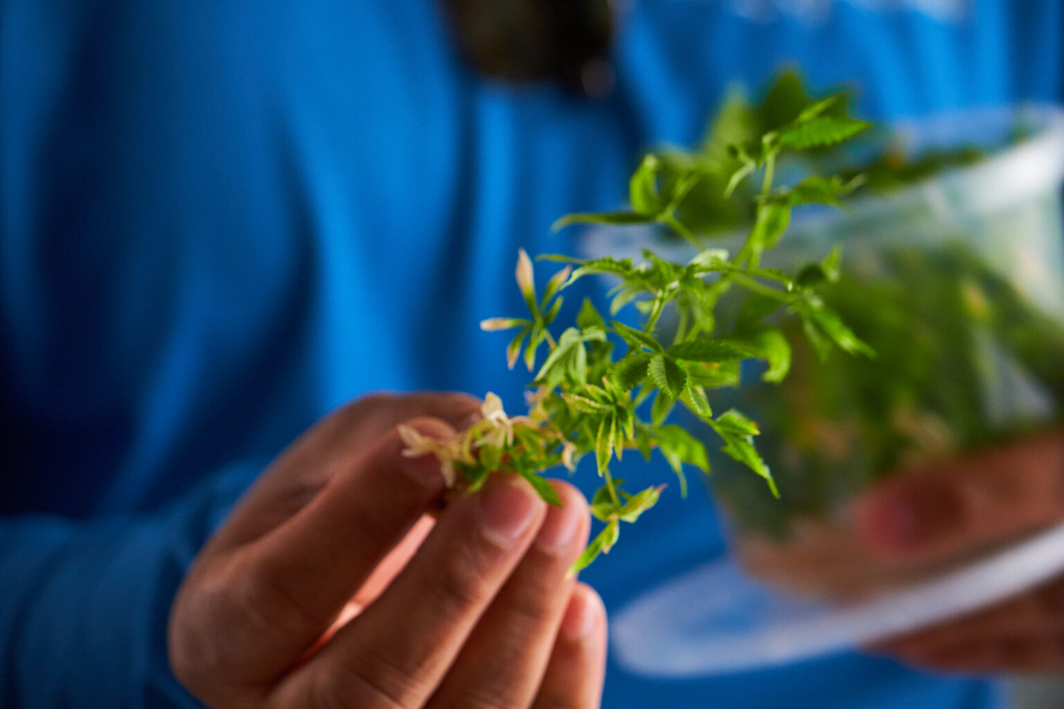 Licensed wholesale marijuana clones in California