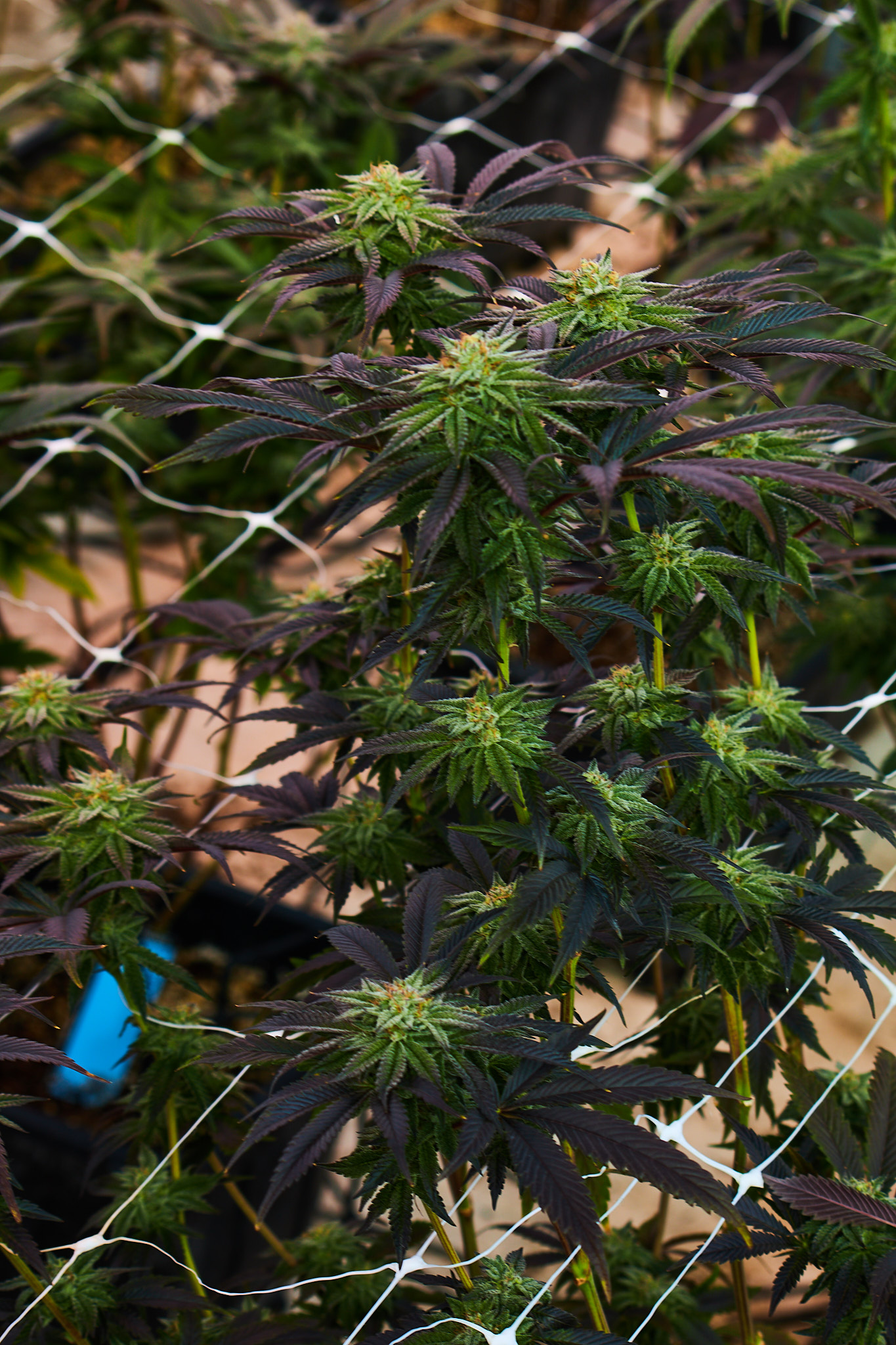 Licensed wholesale marijuana clones in California