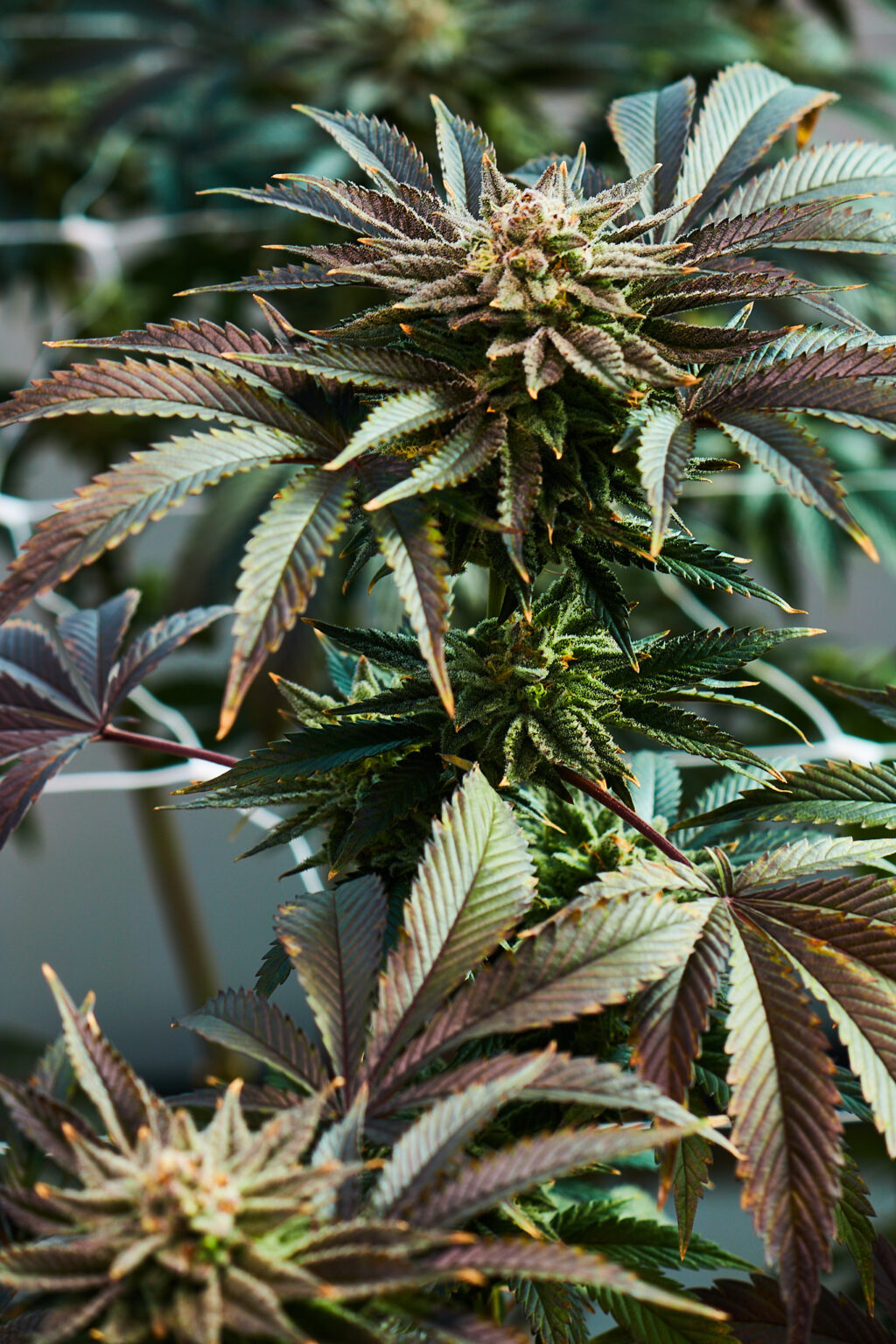 Licensed wholesale marijuana clones in California