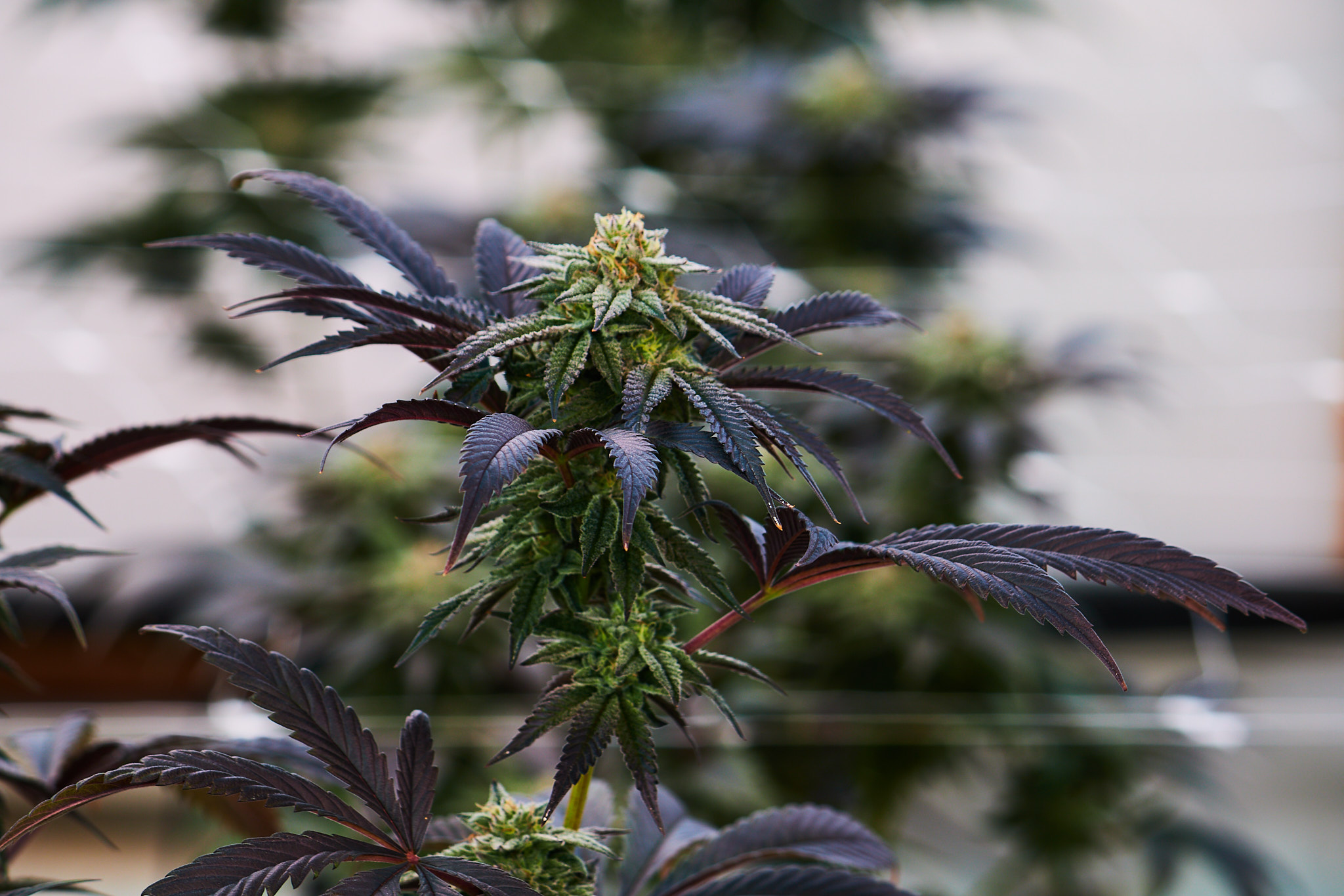 Licensed wholesale marijuana clones in California