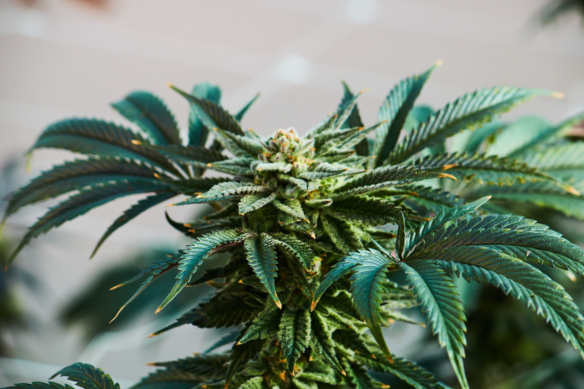 Licensed wholesale marijuana clones in California