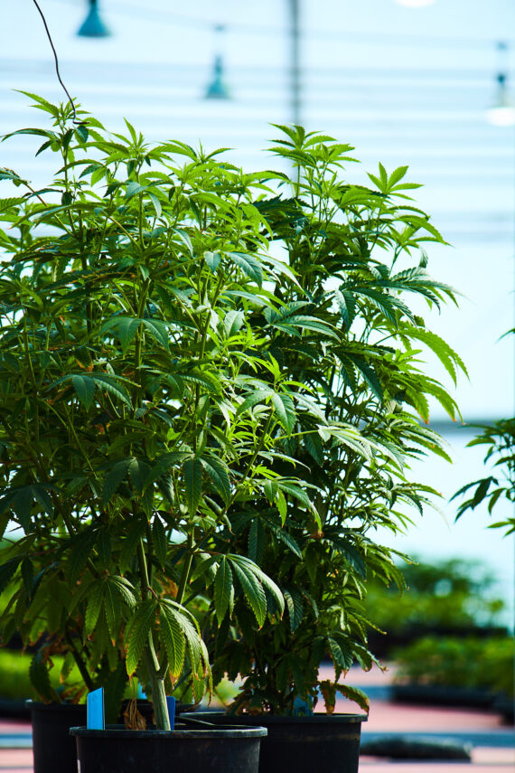 Licensed wholesale marijuana clones in California