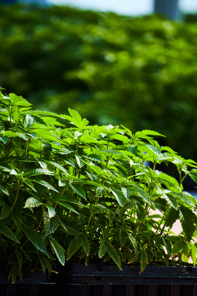 Licensed wholesale marijuana clones in California